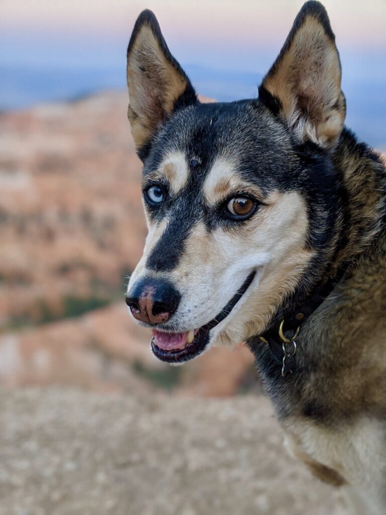 Visiting Bryce Canyon National Park with a Dog | The Ultimate Dog ...