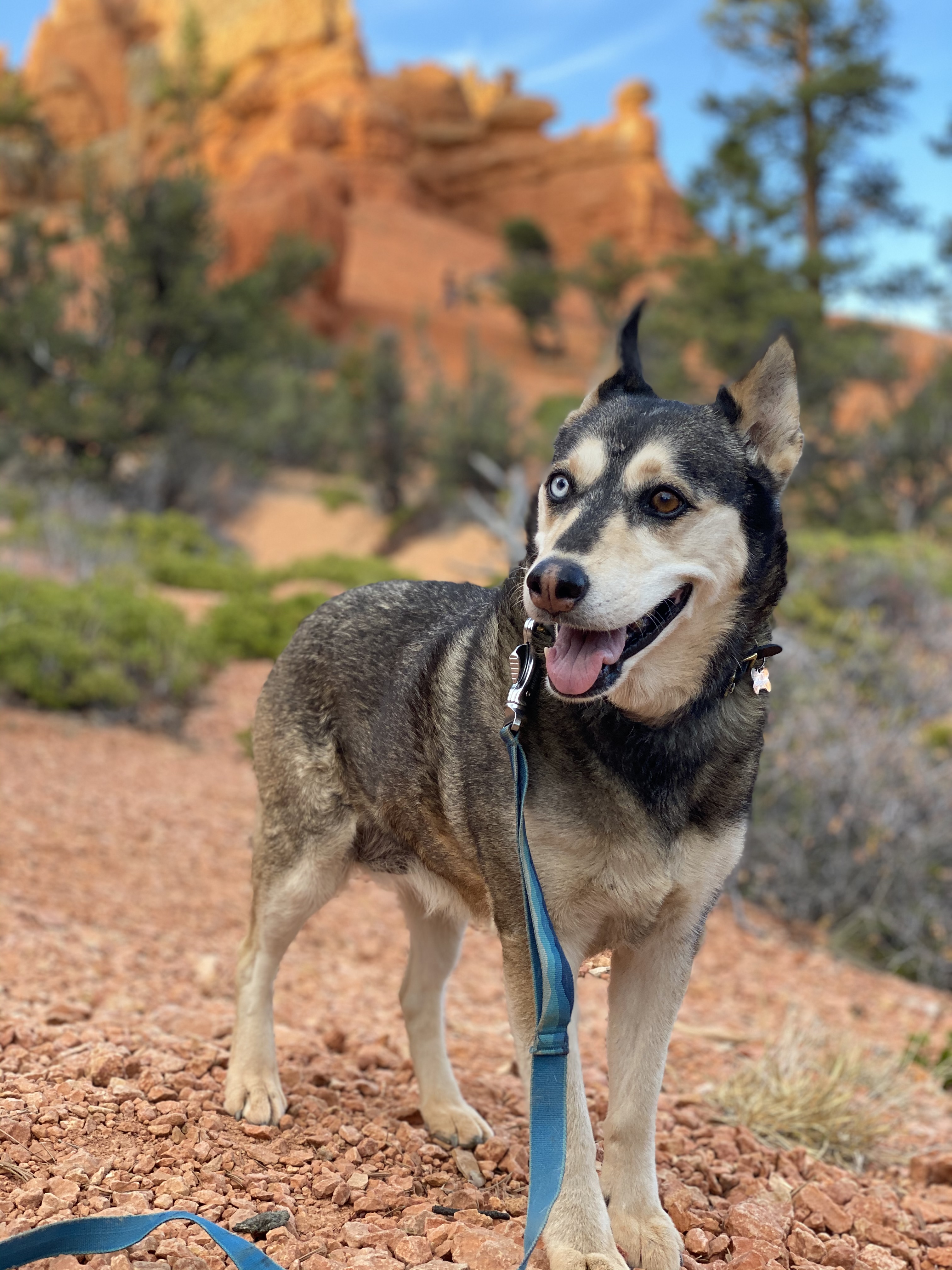 Visiting Bryce Canyon National Park with a Dog | The Ultimate Dog ...